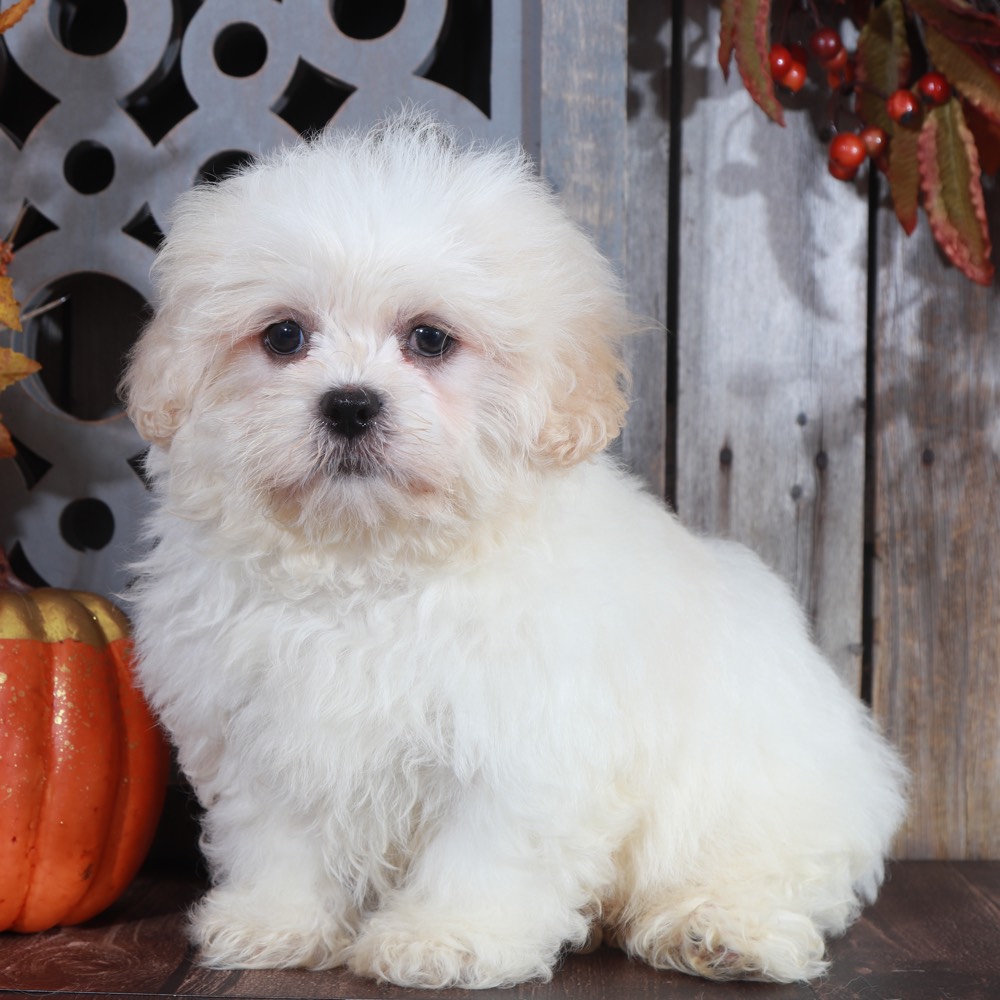 Truffles- Snuggly Teddy Bear - Puppies Online