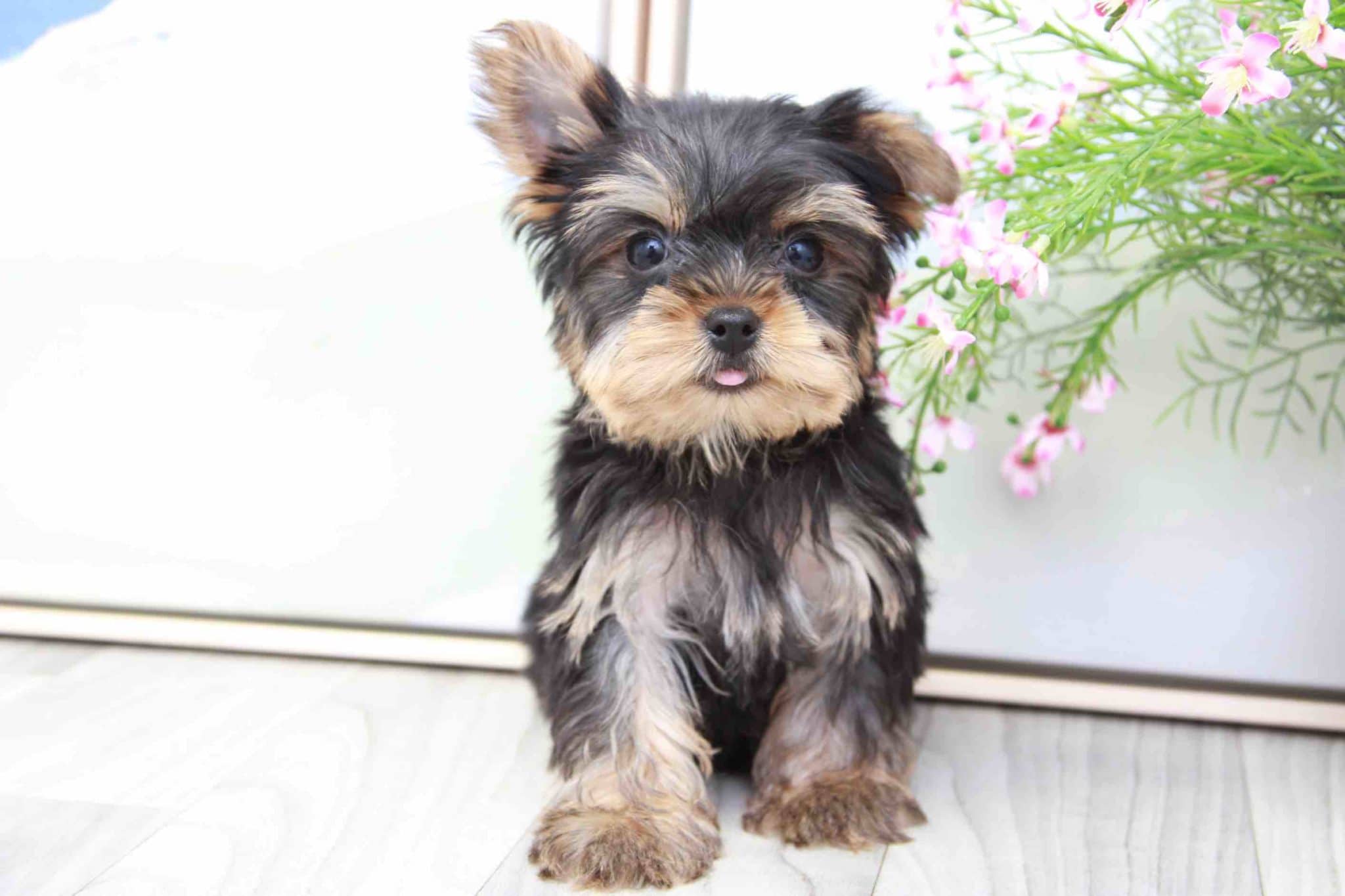 Tyrus- Playful ACA Male Yorkie Puppy - Puppies Online