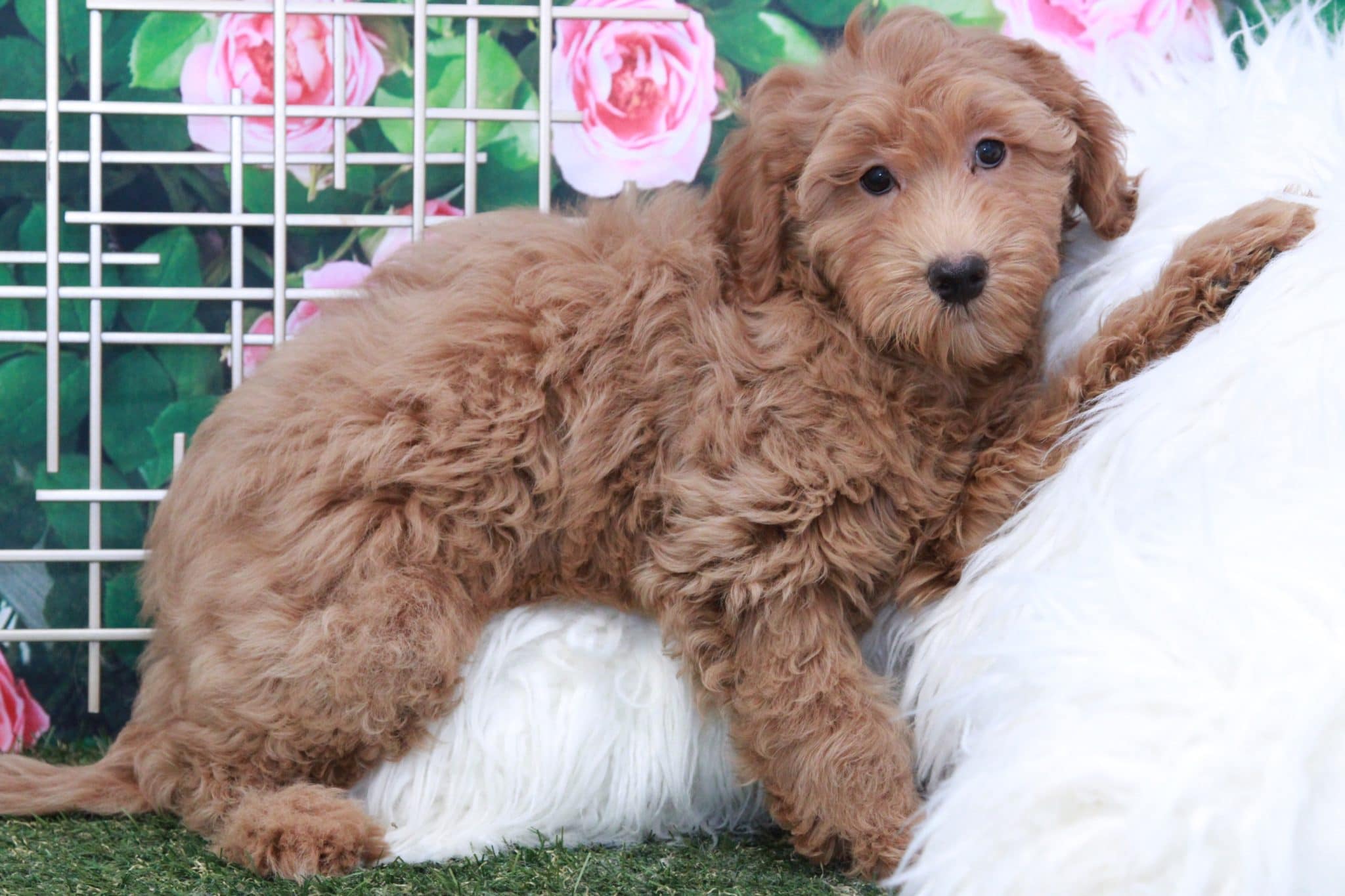Velma - Perfect Female Mini Goldendoodle Puppy - Puppies Online