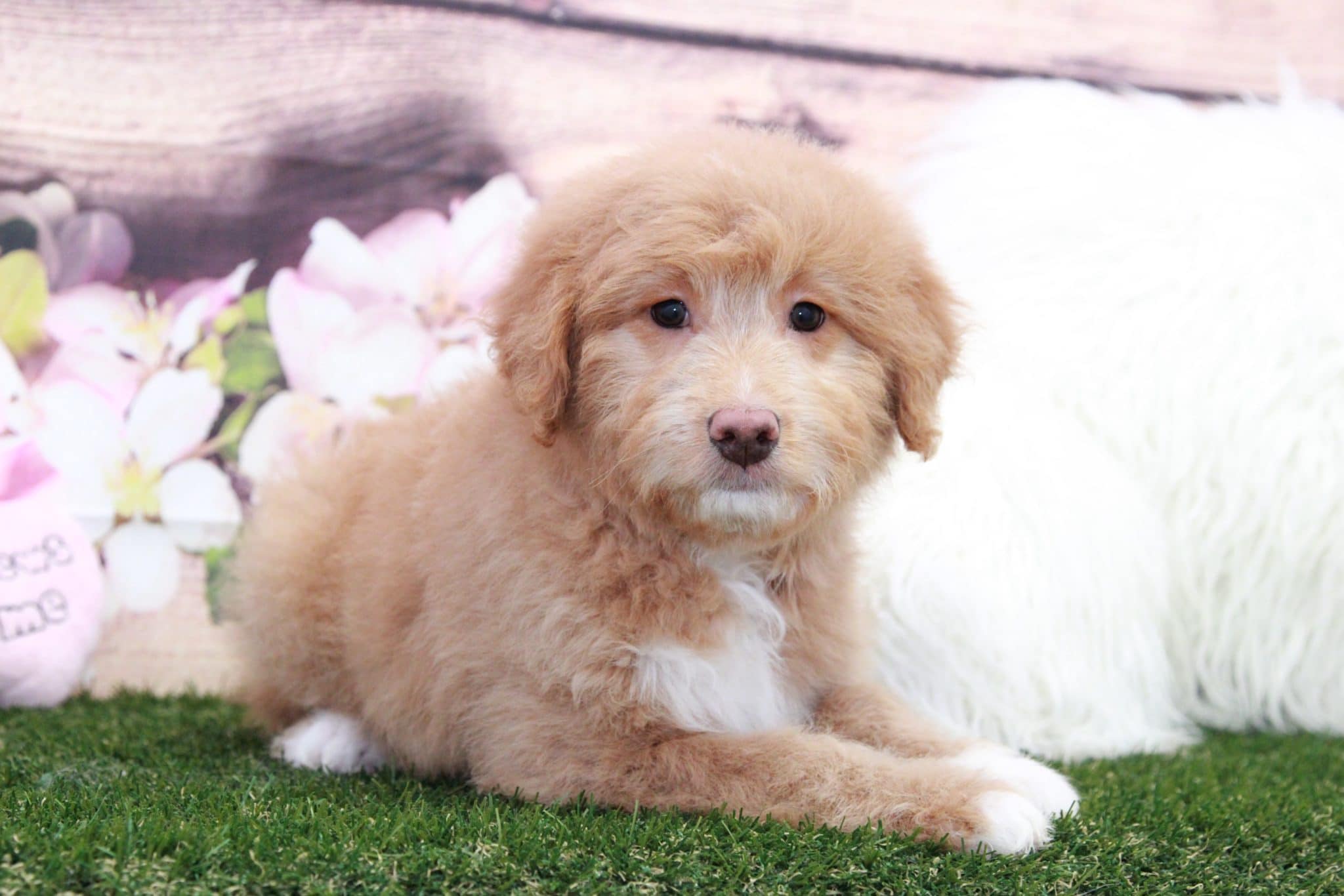 Vera- Wonderful Female Mini Aussie-Poo Puppy - Puppies Online