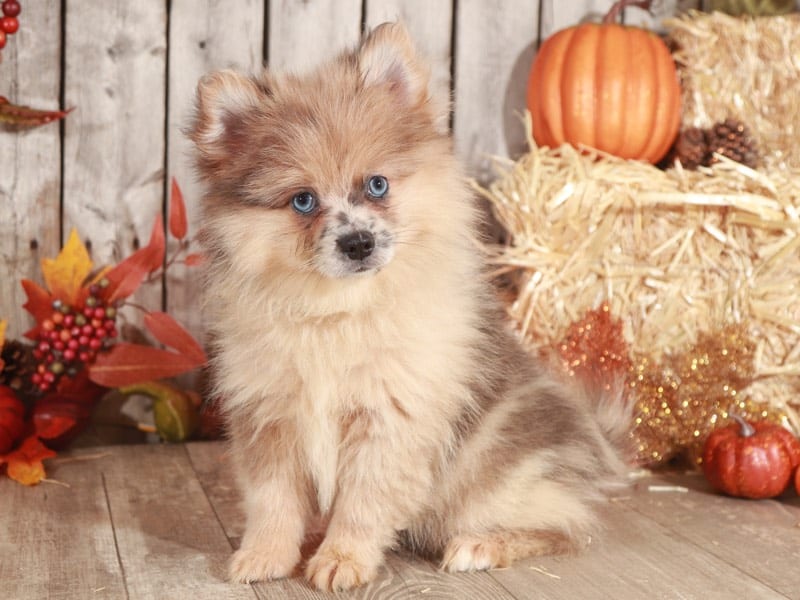 Violet- Sweet AKC Pomeranian Puppy - Puppies Online