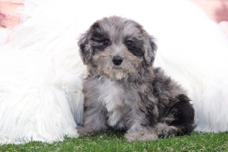 Walter - Handsome Rare Blue Merle Male Yorkie-Poo Puppy - Puppies Online