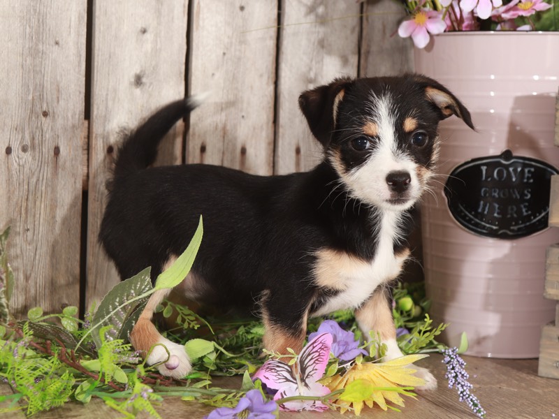 Willow - Sweet Female Cheenese - Puppies Online