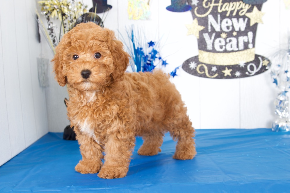 Winnie - Loving Mini Poodle - Puppies Online