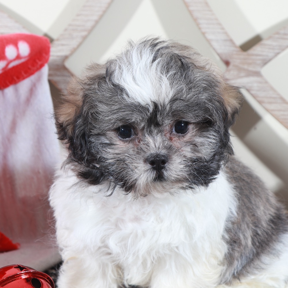 Zeta- Cuddly female Teddy Bear - Puppies Online