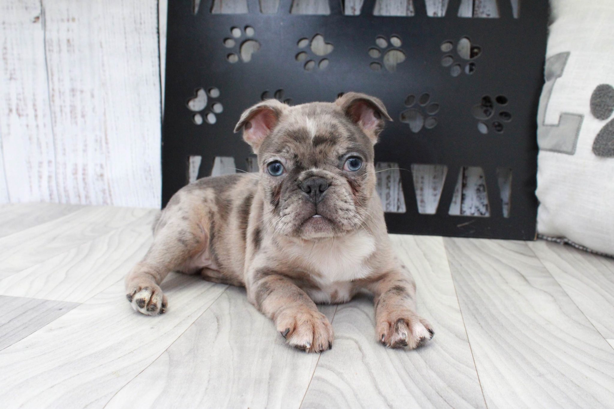 Ziggy- Adventurous Merle Male Frenchton Puppy - Puppies Online