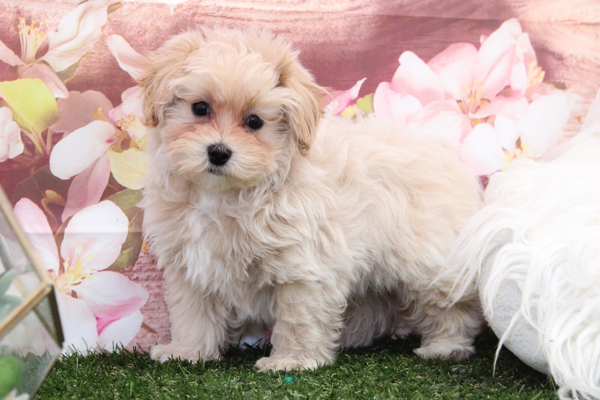 Zoro - Affectionate Apricot Male Malti-Poo Puppy - Puppies Online