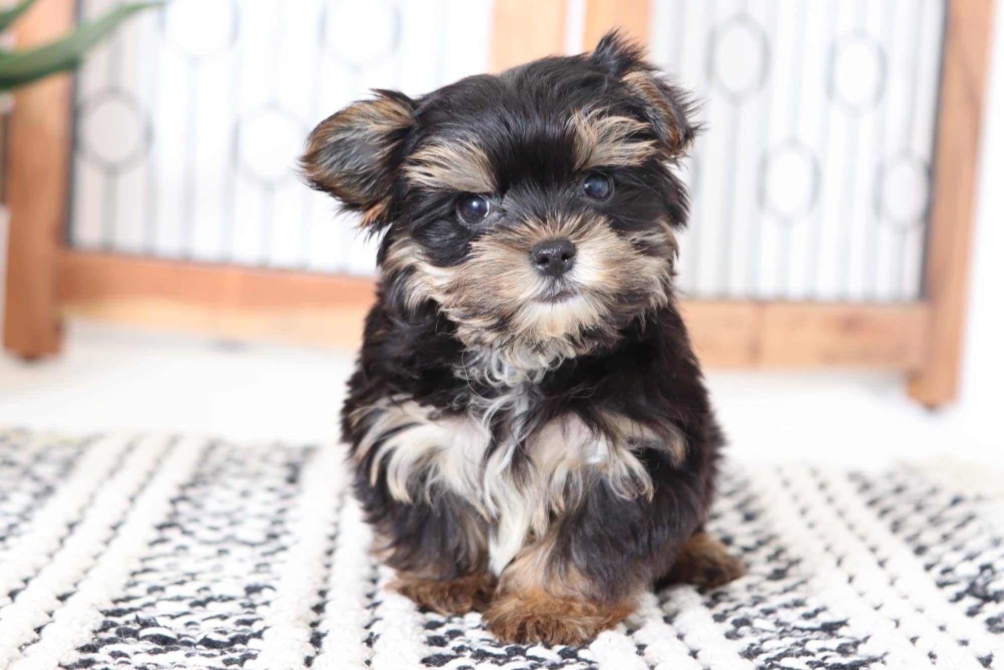 Ace- Magnificent Toy Male Morkie Puppy - Puppies Online