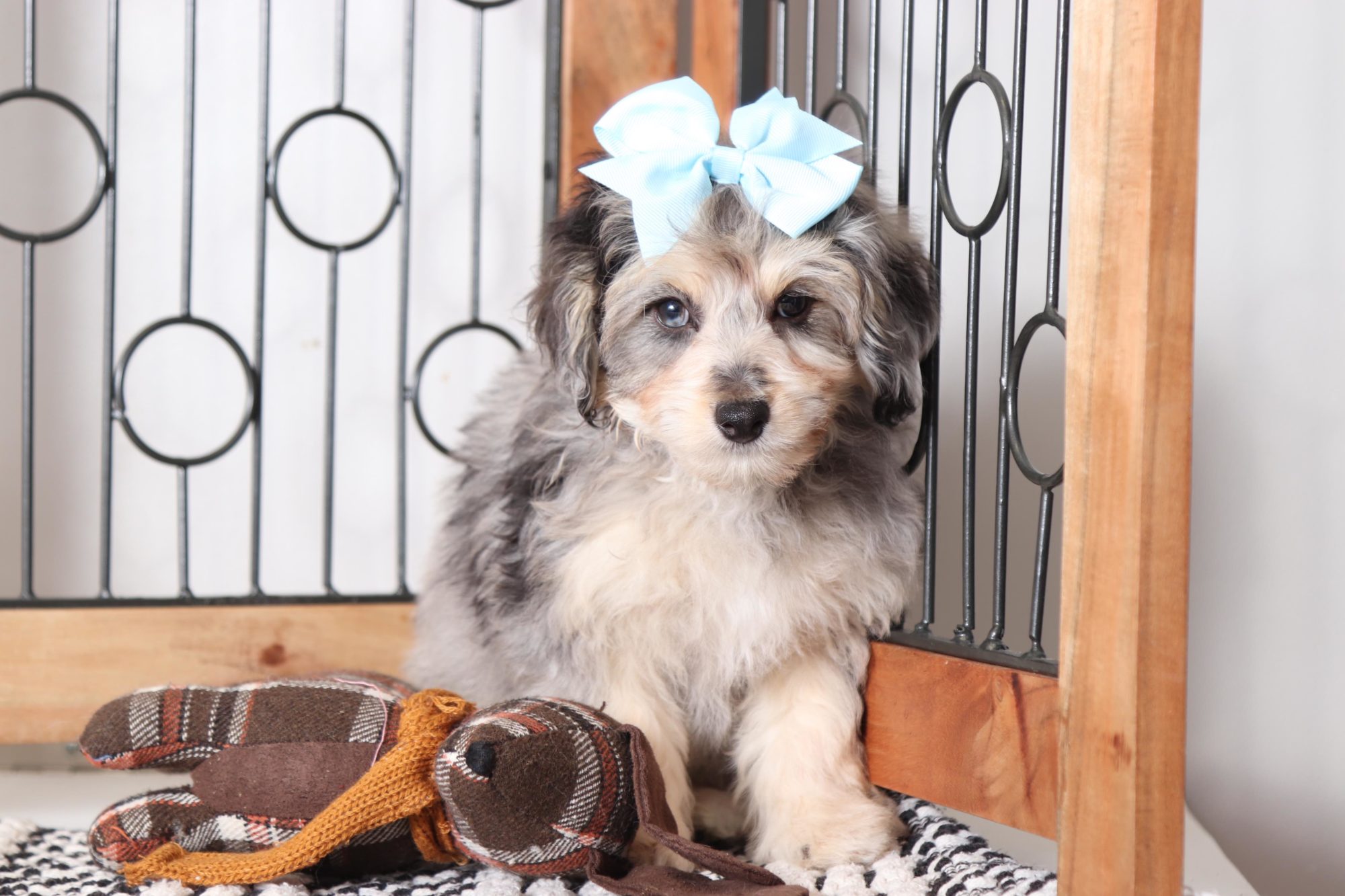 Adele - Friendly Blue Merle Female Mini Aussie-Poo Puppy - Puppies Online