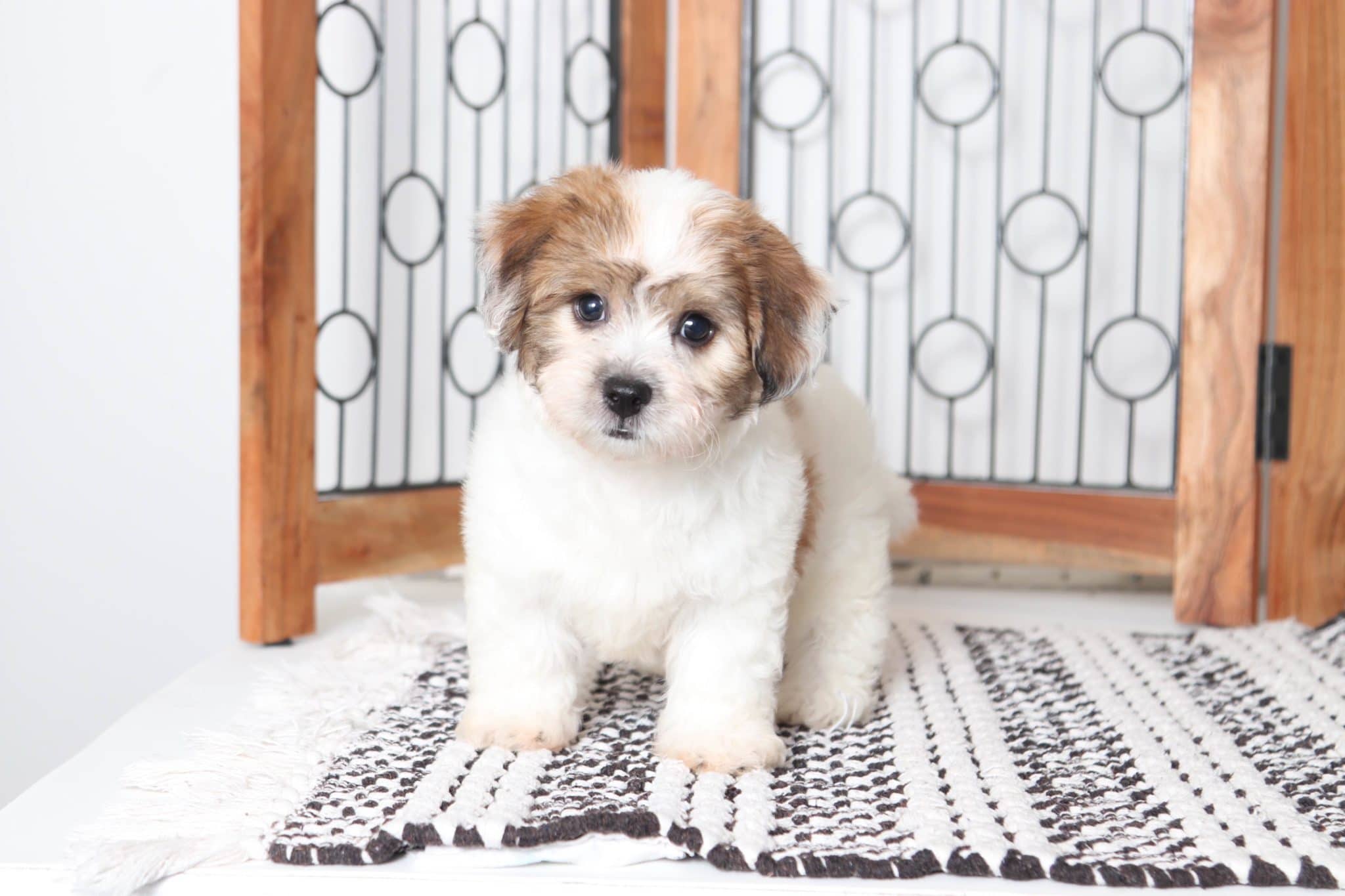 Andy - Awesome Little Male Teddy Bear Puppy - Puppies Online