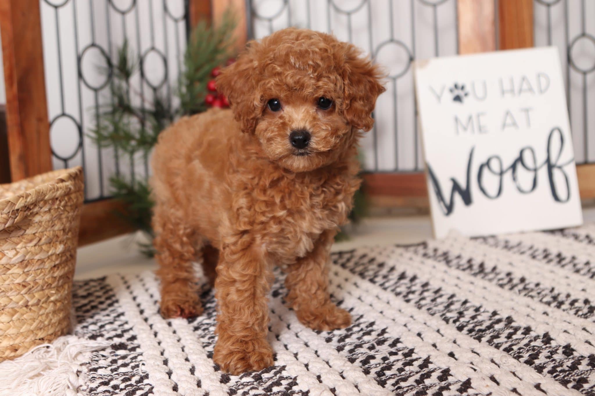 Angel - Stunning Little Red Female F1B Cavapoo Puppy - Puppies Online