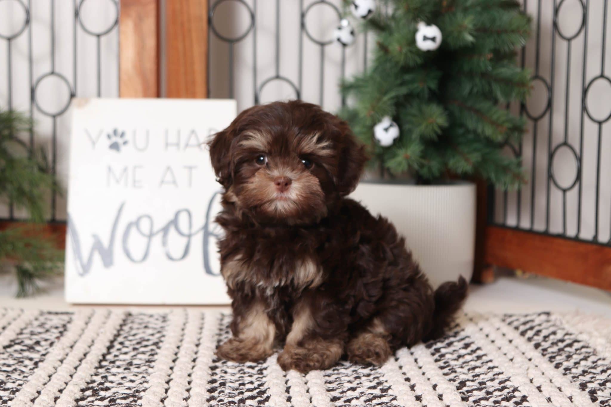 April - Beautiful Little Female Shihpoo Puppy - Puppies Online