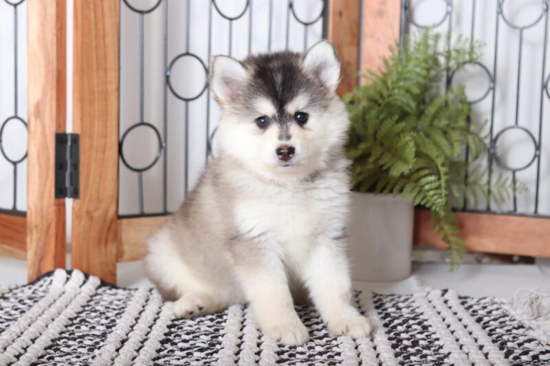 Ares - Handsome Little Male Pomsky Puppy - Puppies Online