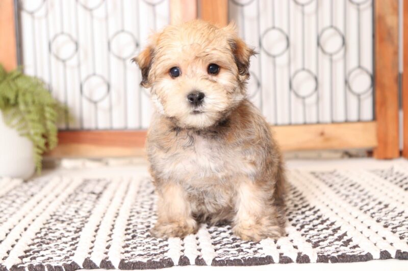 Ash - Loving Little Male Morkie - Puppies Online