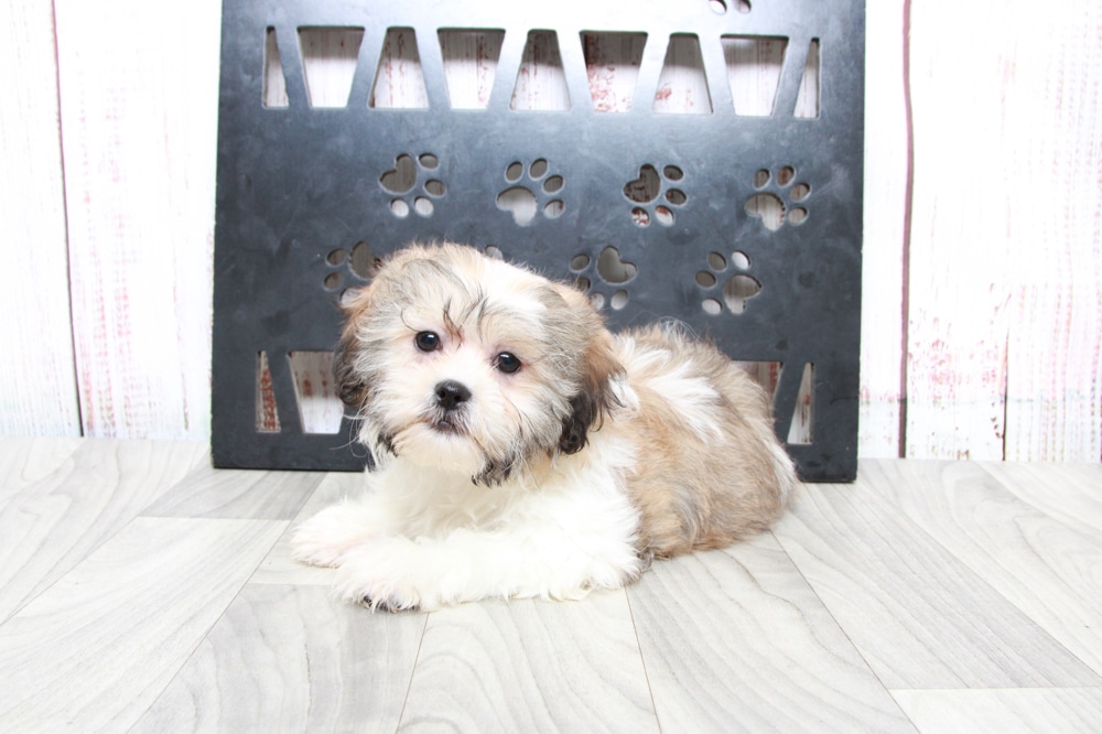 Audrey - Spunky Tri Female Teddy Bear Puppy - Puppies Online