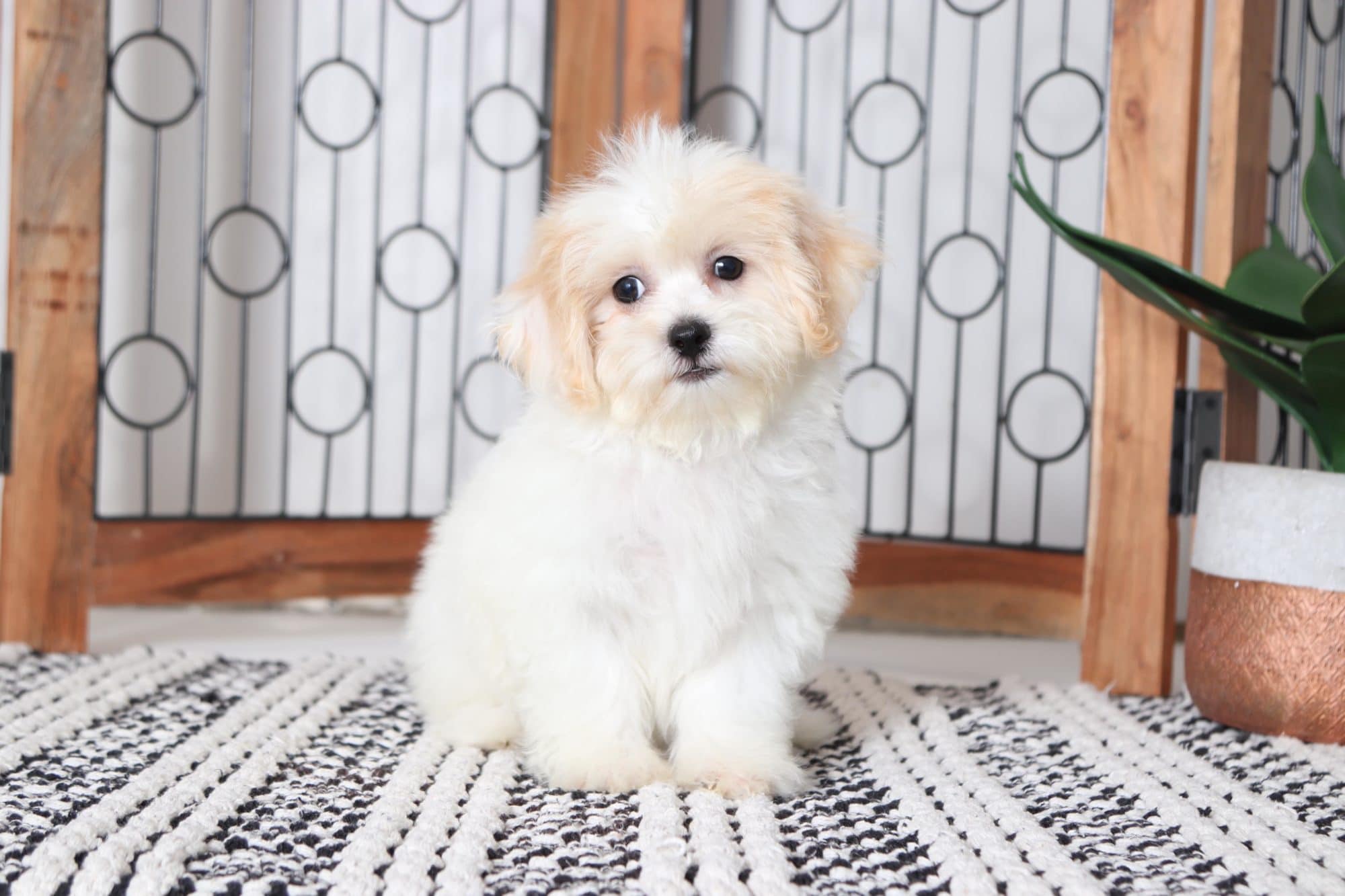 Avery - Cuddly Female Teddy Bear Puppy - Puppies Online