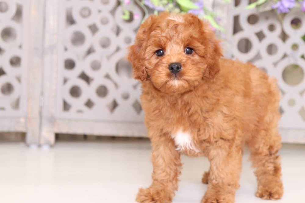 Bailey - Cool F1B CavaPoo - Puppies Online