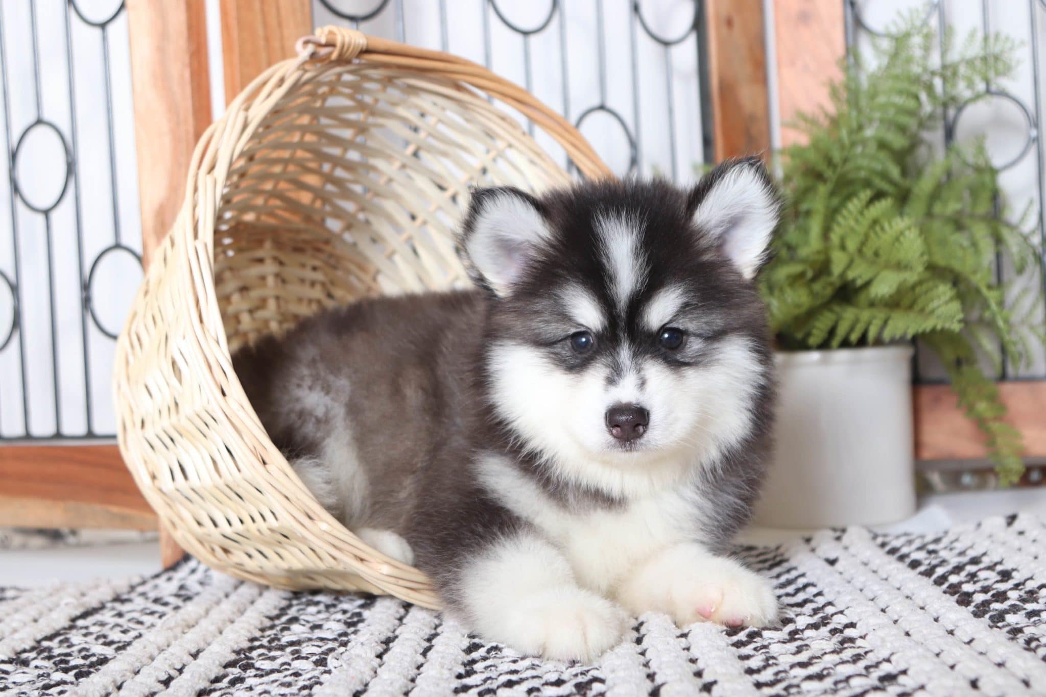 Balto - Amazing Little Male Pomsky Puppy - Puppies Online