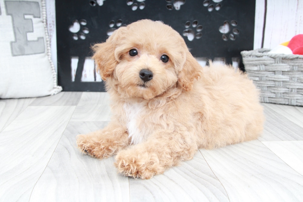 Bamboo- Gentle Red Male Poochon Puppy - Puppies Online