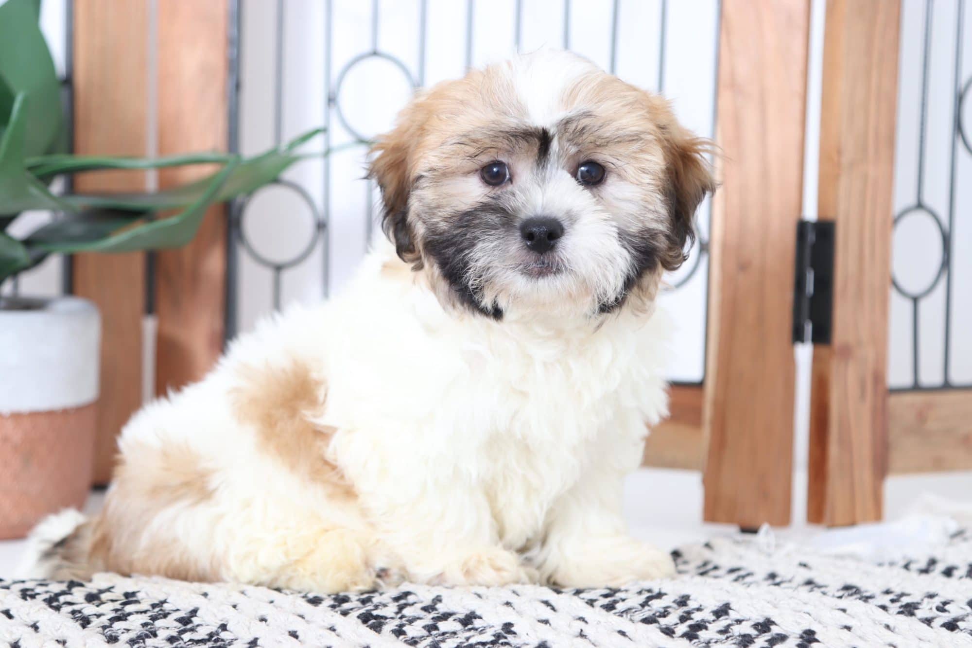 Bandit- Handsome Little Male Teddy Bear Puppy - Puppies Online