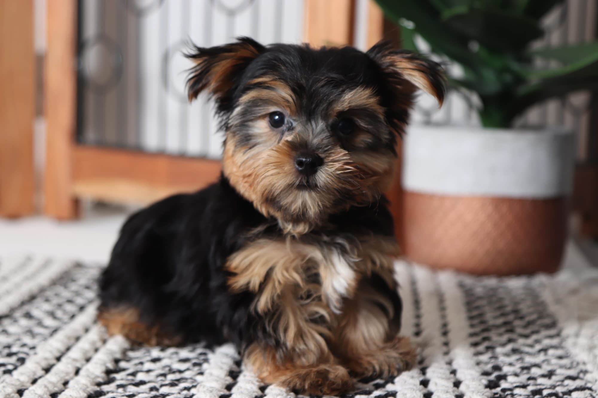 Bart - Handsome Male AKC Yorkie Puppy - Puppies Online