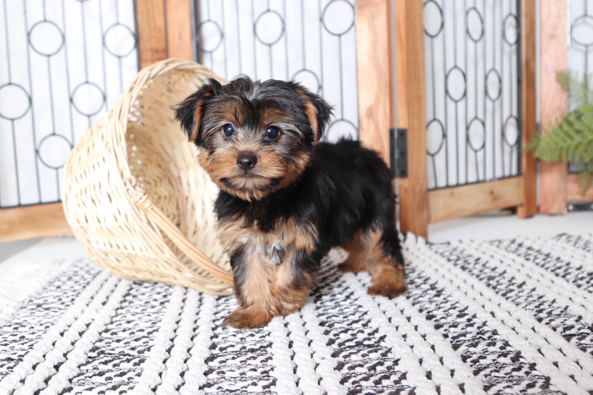 Baxter - Awesome Little Male Yorkie Puppy - Puppies Online