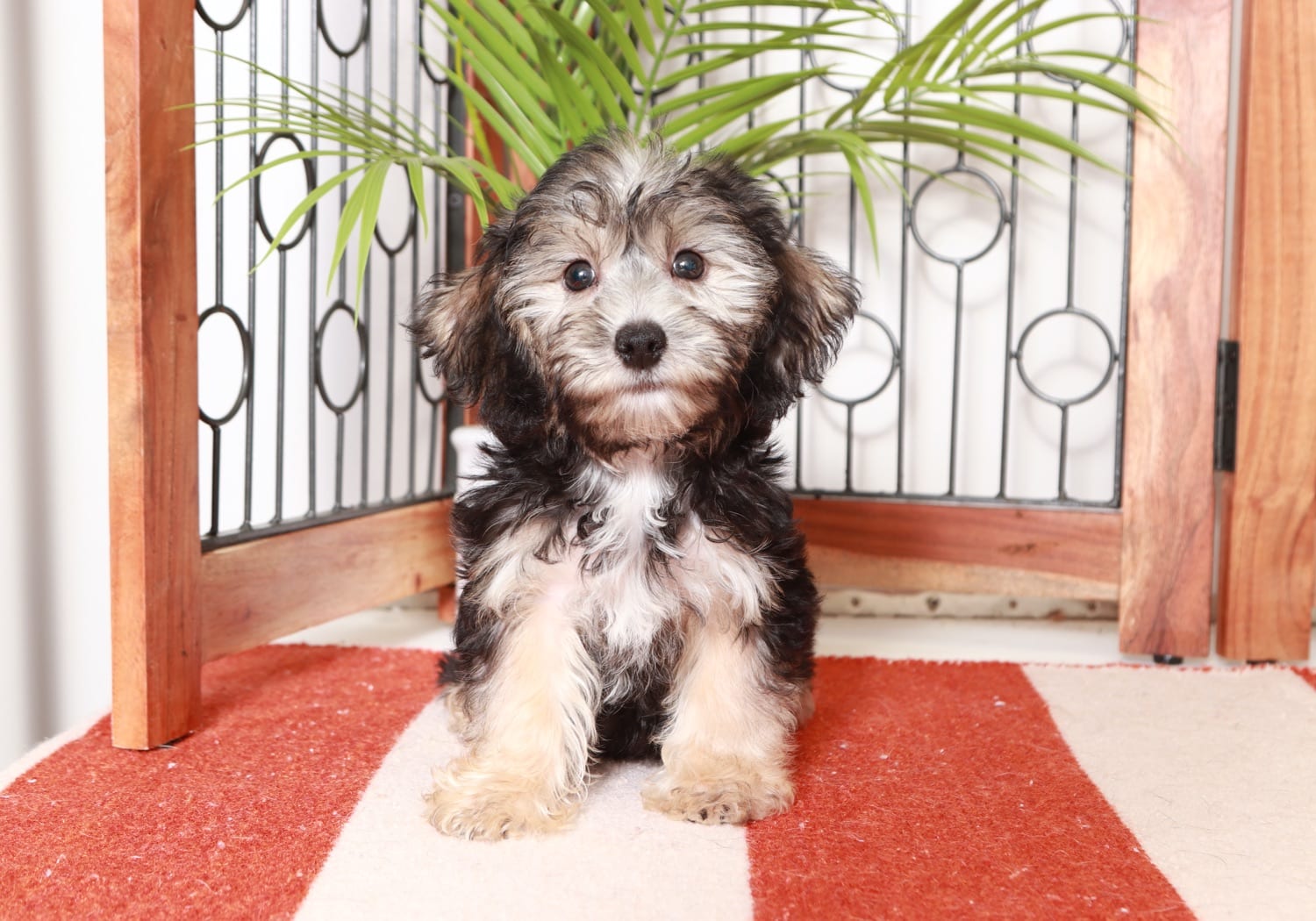 Bean - Happy Little Black/Tan Male Yochon Puppy - Puppies Online