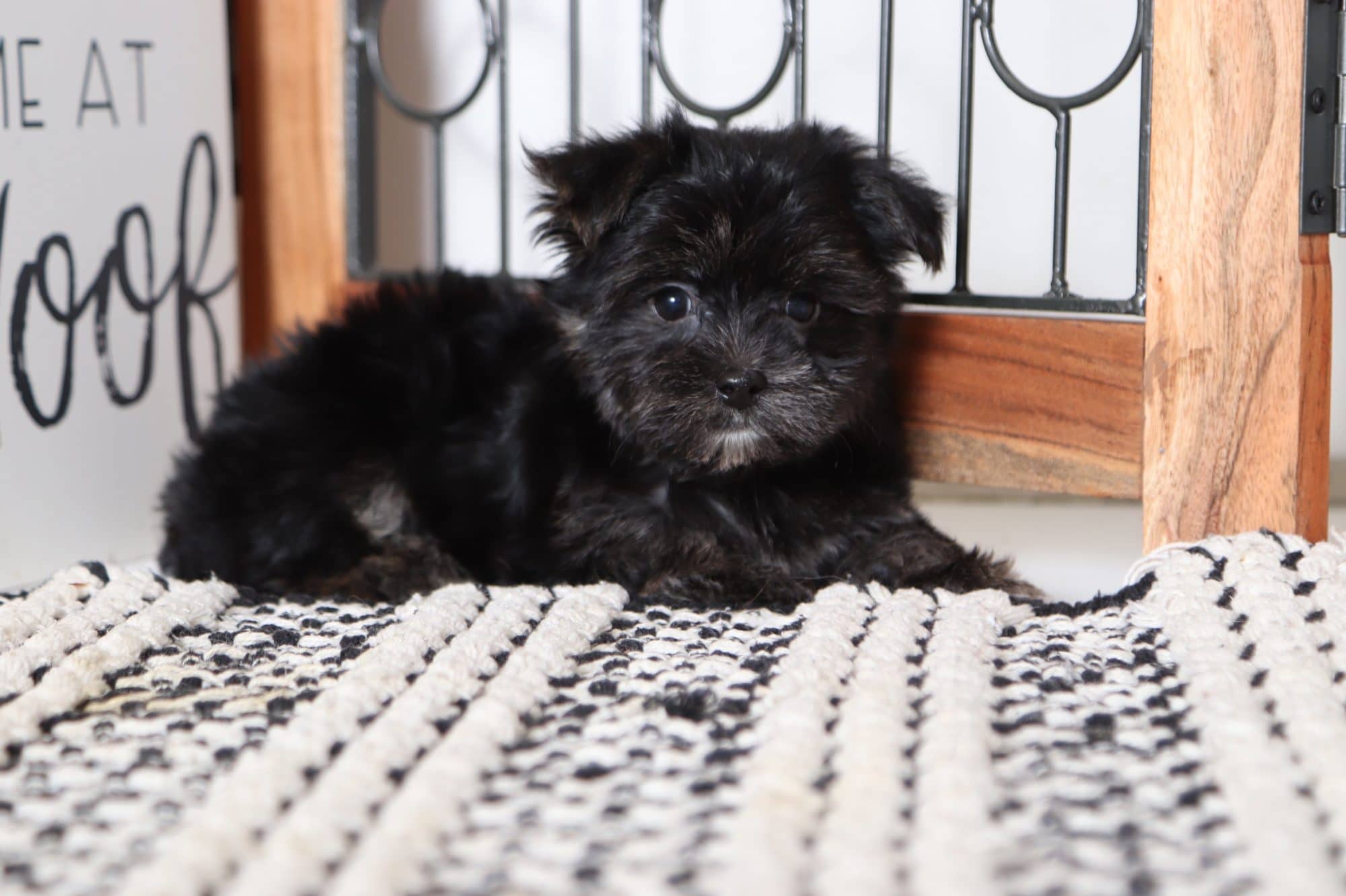 Beckett - Magnificent Male Morkie Puppy - Puppies Online