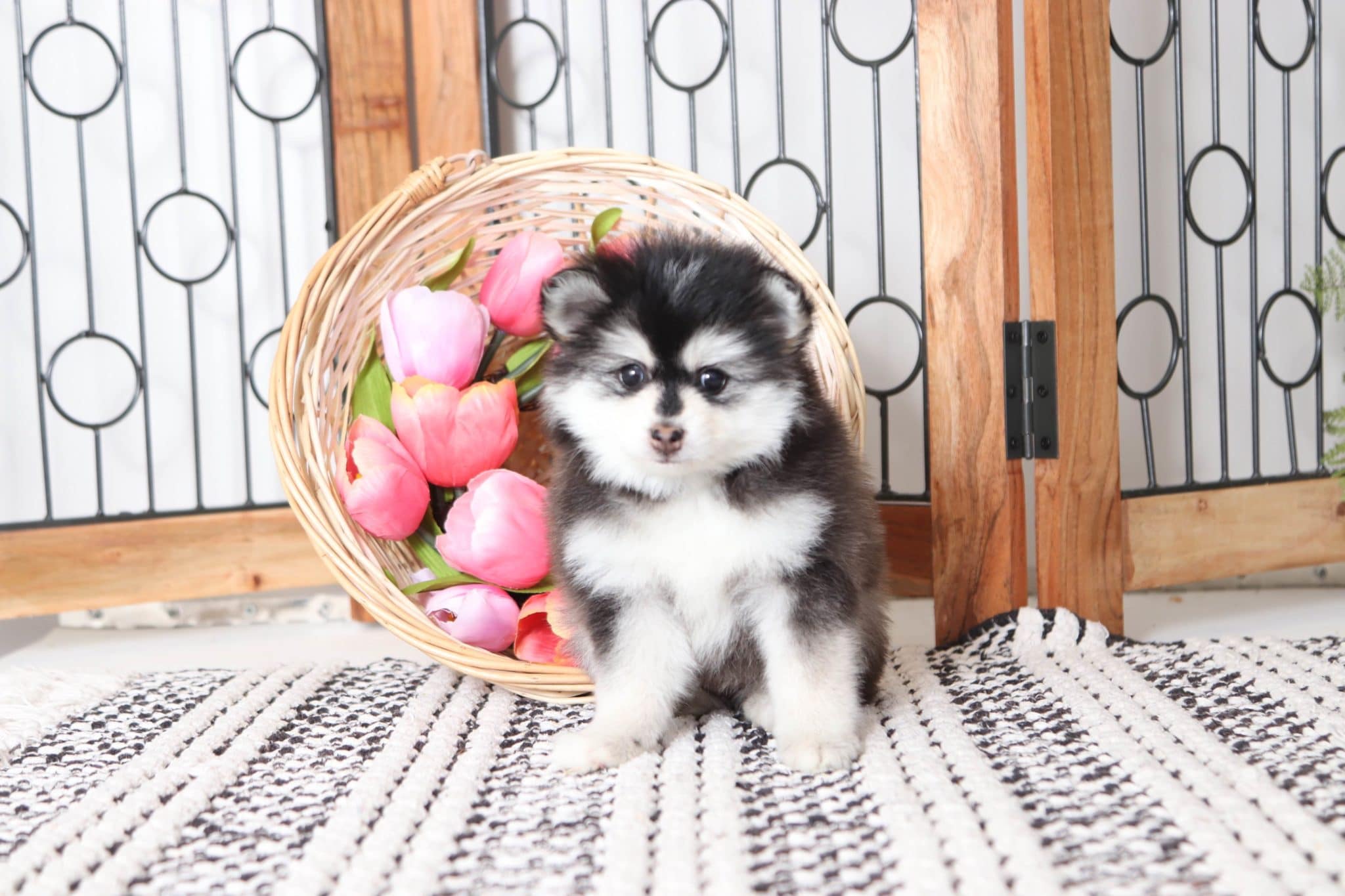 Belle - Beautiful Little Teacup Female Pomsky Puppy - Puppies Online