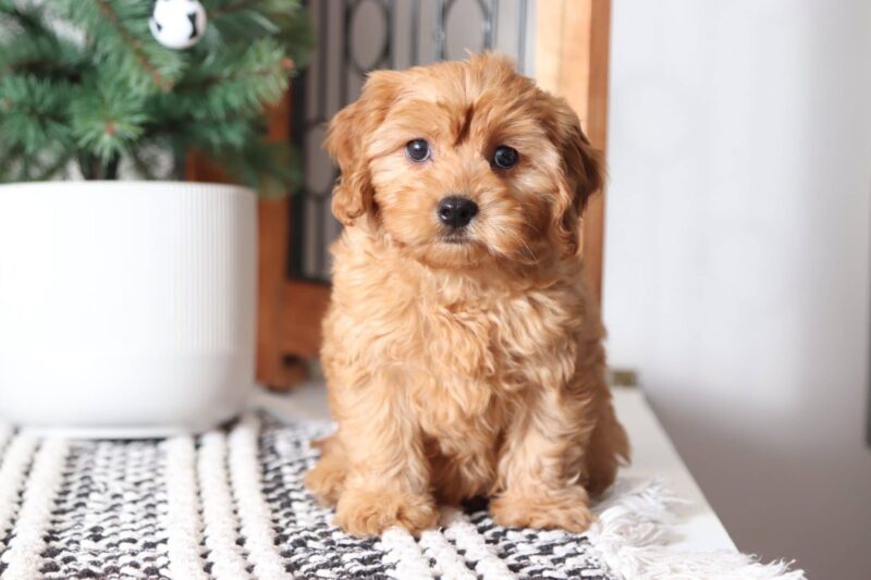 Benji - Attractive Red F1B Male Cavapoo Puppy - Puppies Online