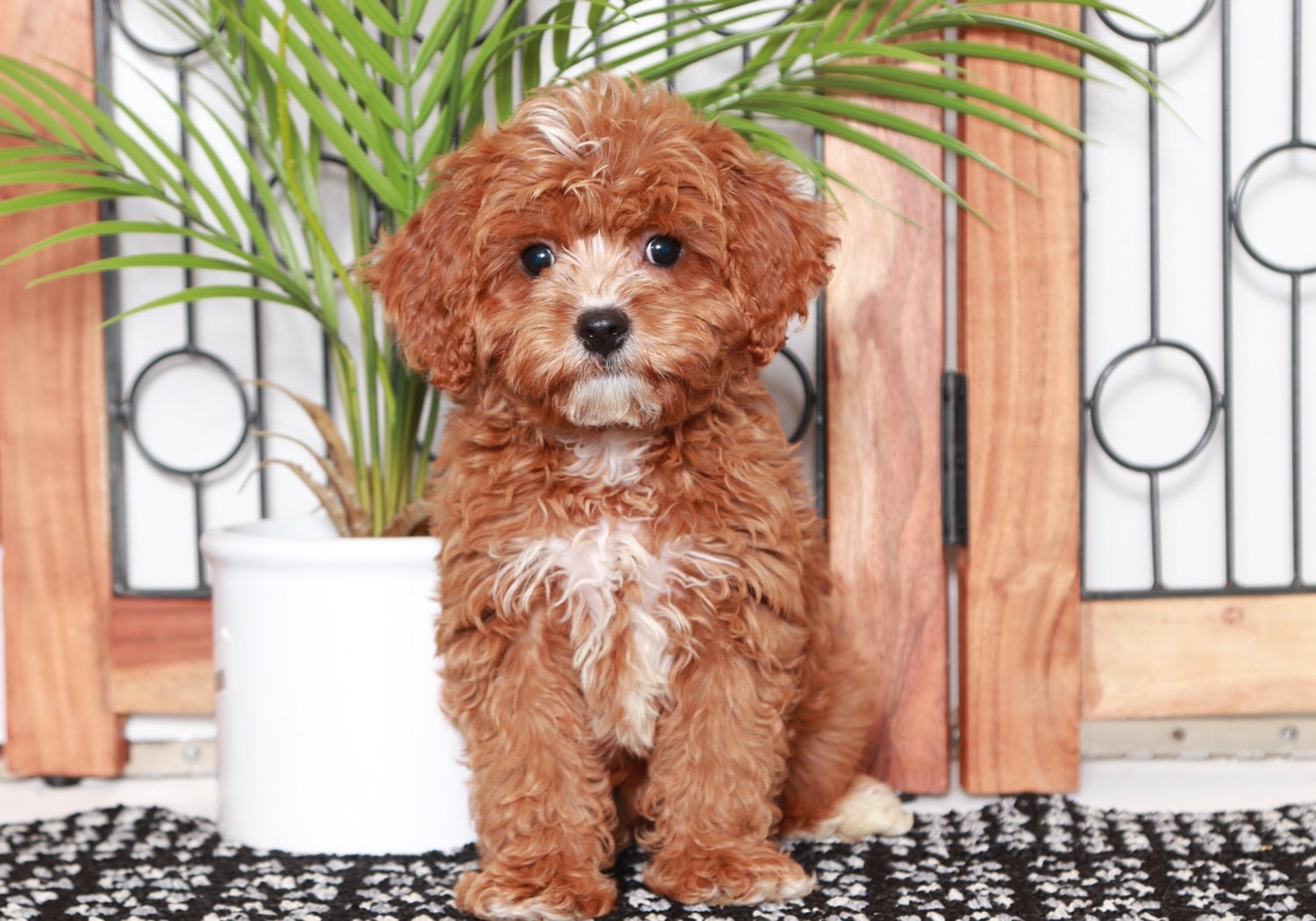 Benny - Happy Little Red and White Male Cavapoo Puppy - Puppies Online