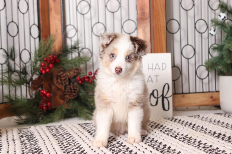 Benny - Red Merle Blue-Eyed Male ACA Mini Aussie Puppy - Puppies Online