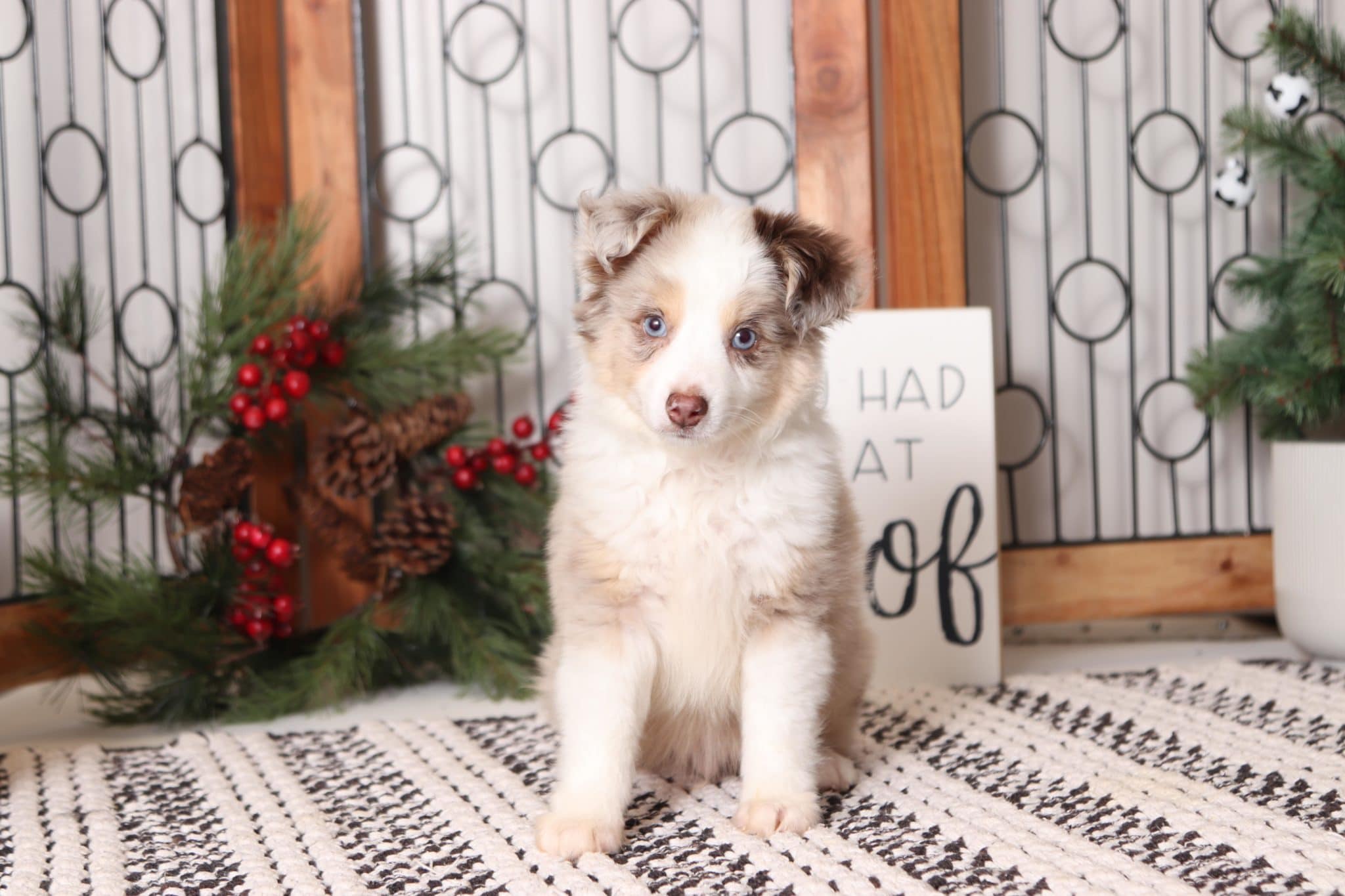Benny - Red Merle Blue-Eyed Male ACA Mini Aussie Puppy - Puppies Online