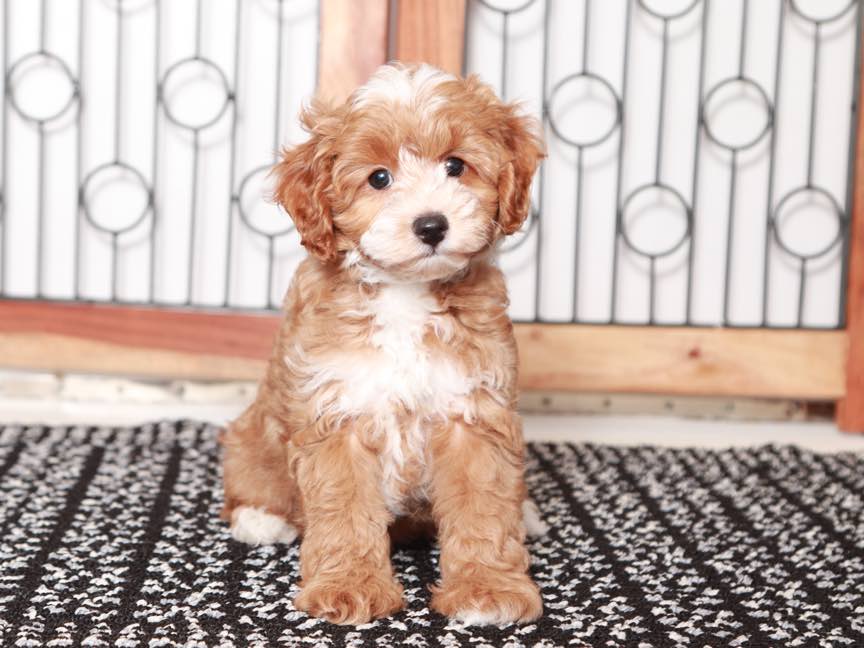 Berry - Cute little Cockapoo - Puppies Online