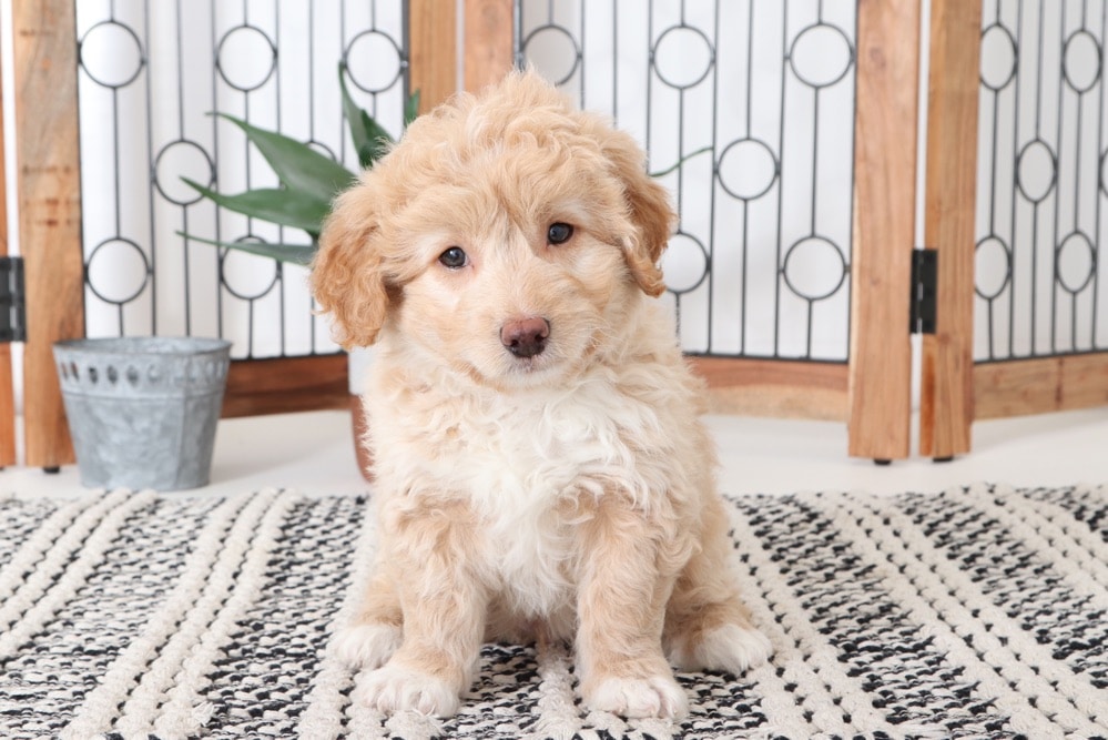 Birch- Loving Male Mini Aussie-Poo Puppy - Puppies Online
