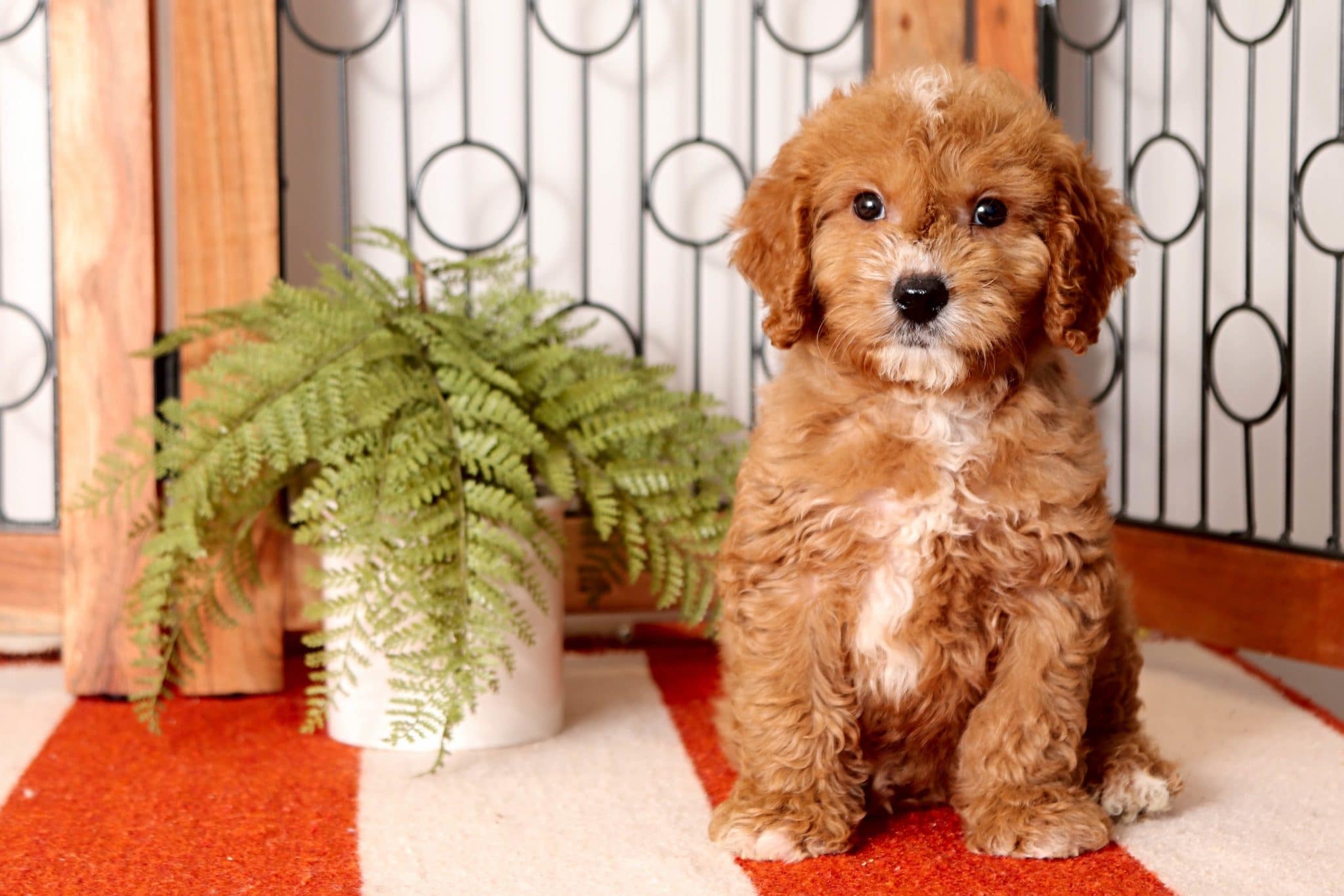 Blake - Awesome Red Mini Male Goldendoodle - Puppies Online