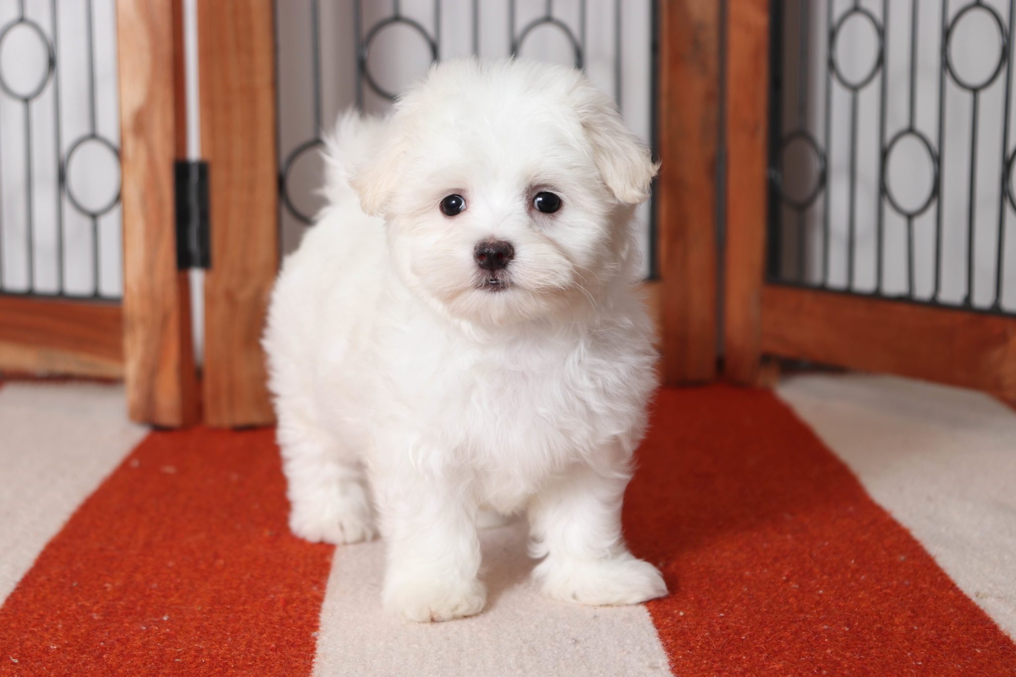 Blaze - Amazing Little Male Maltese Puppy - Puppies Online