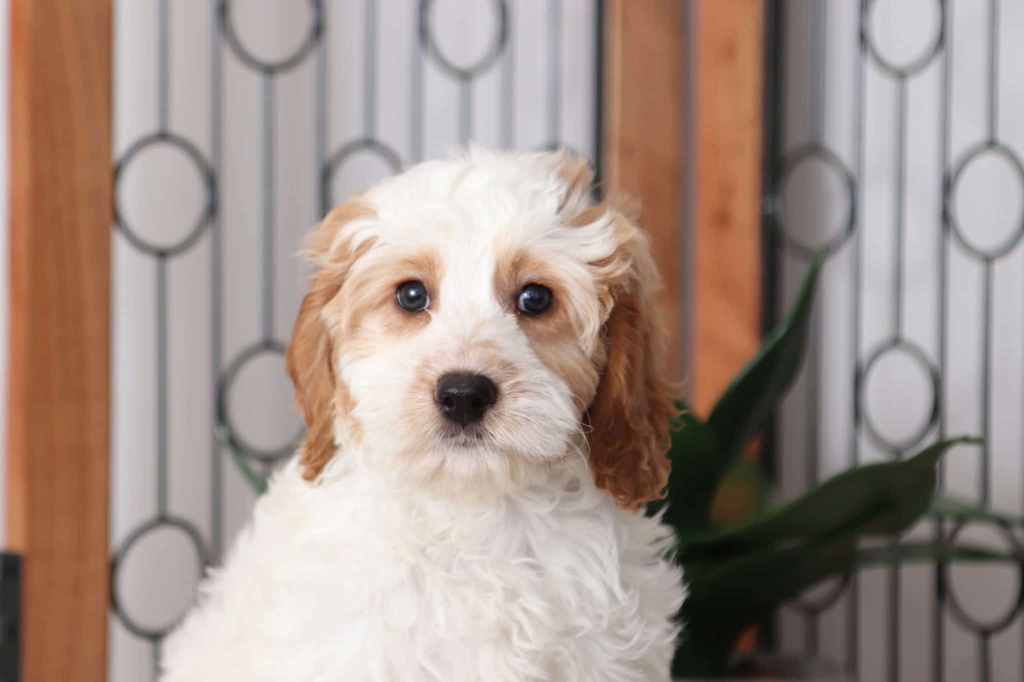 Blue - Amazing Male Cavapoo Puppy - Puppies Online