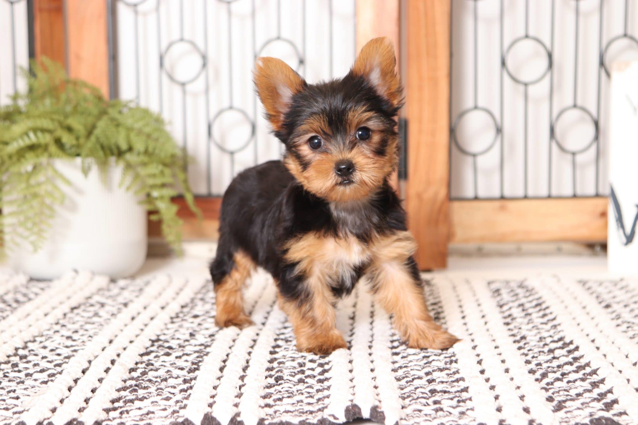 Bob- Perfect Little ACA Male Yorkie - Puppies Online