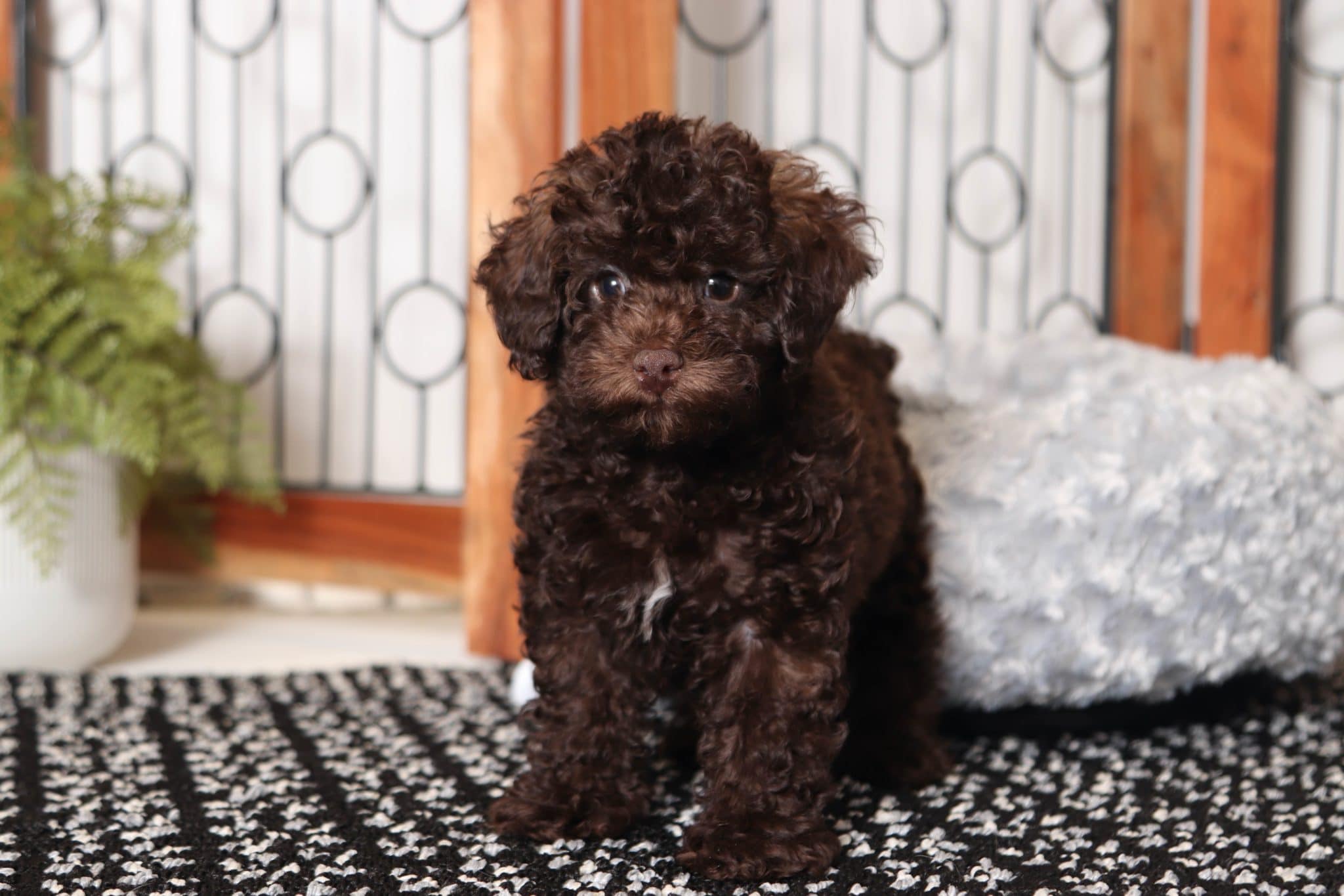 Bodie- Loving Chocolate Male ACA Poodle Puppy - Puppies Online