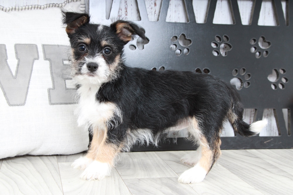 Brazil- Perfect Female Cheenese Puppy - Puppies Online