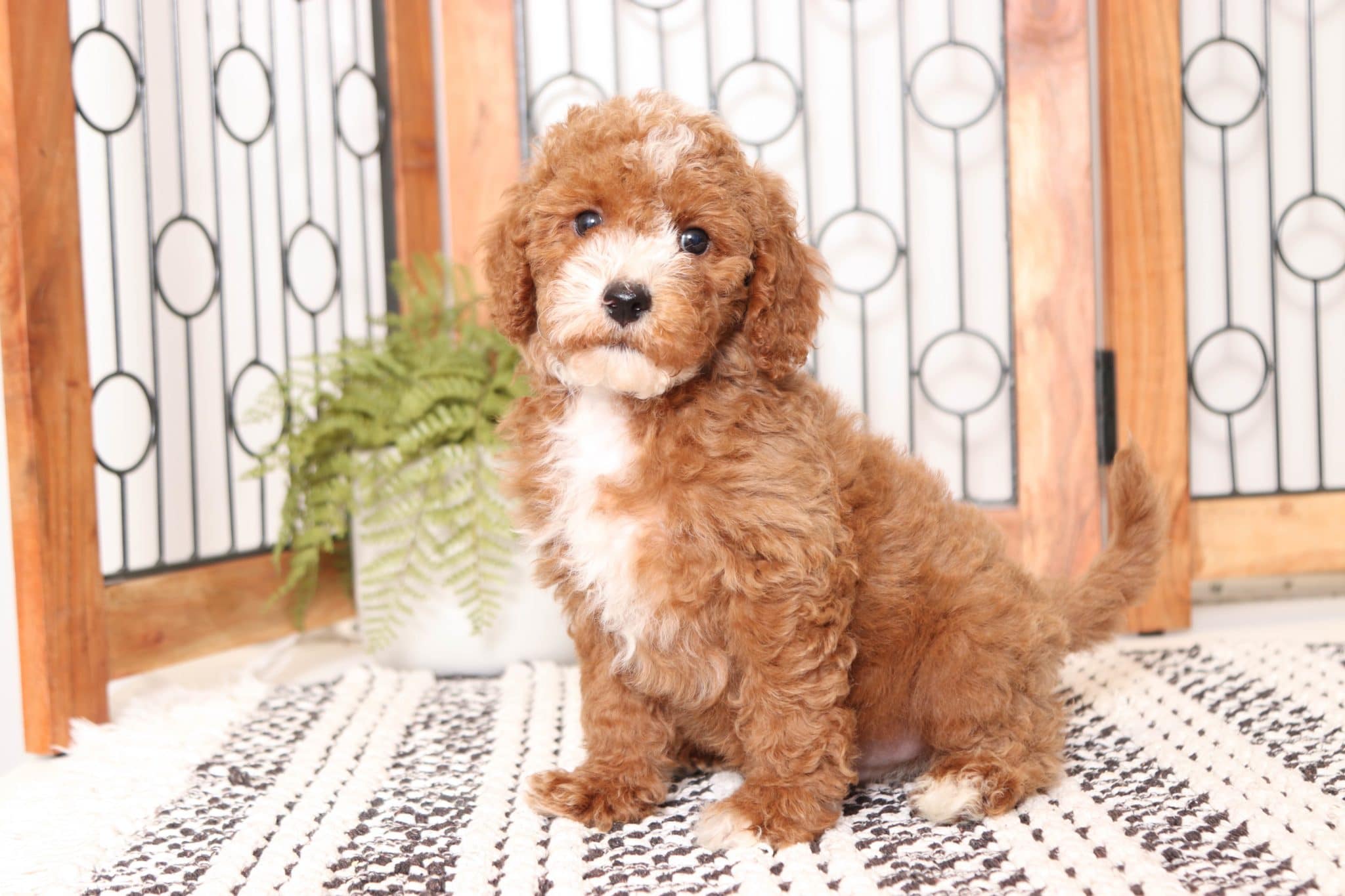 Brisket- Lovable Little F1B Red Male Cavapoo Puppy - Puppies Online
