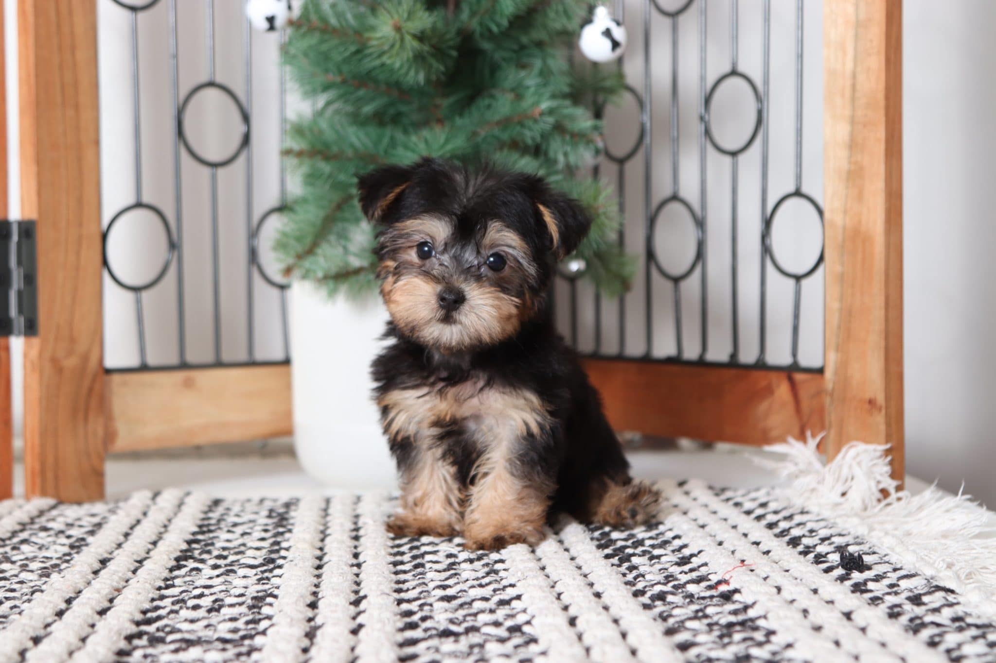 Bruce - Stunning Little Teacup Male Yorkie-Poo - Puppies Online