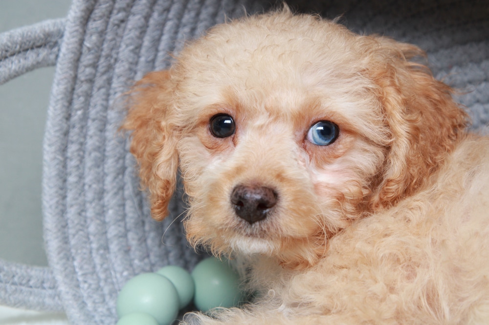 Bullet- Handsome Cream Male Cavapoo Puppy - Puppies Online