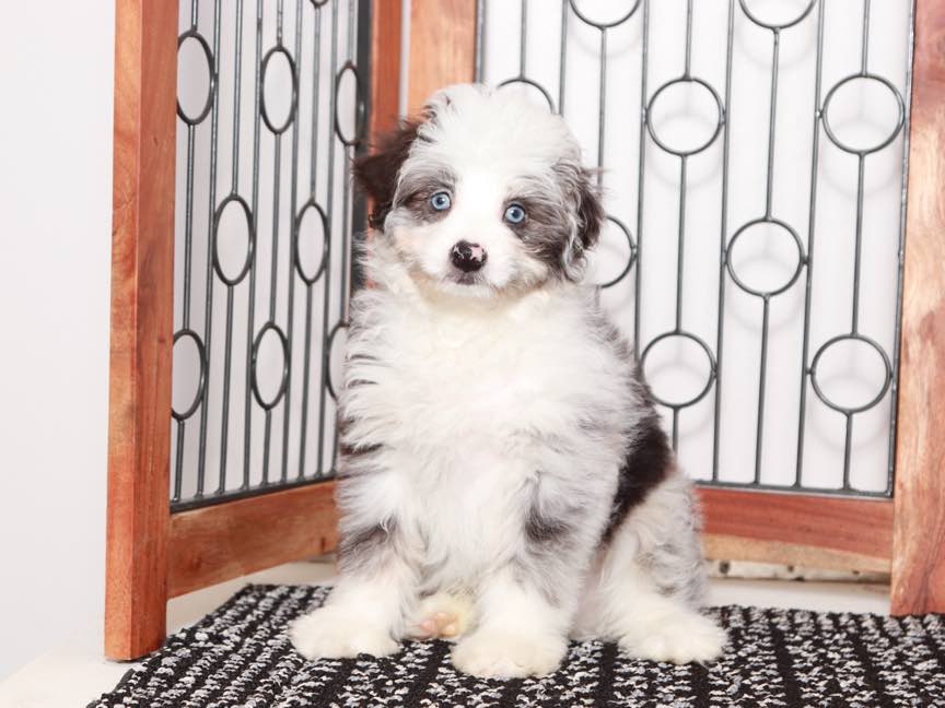 Buster - Loving Blue Merle Male Mini Aussie Puppy - Puppies Online