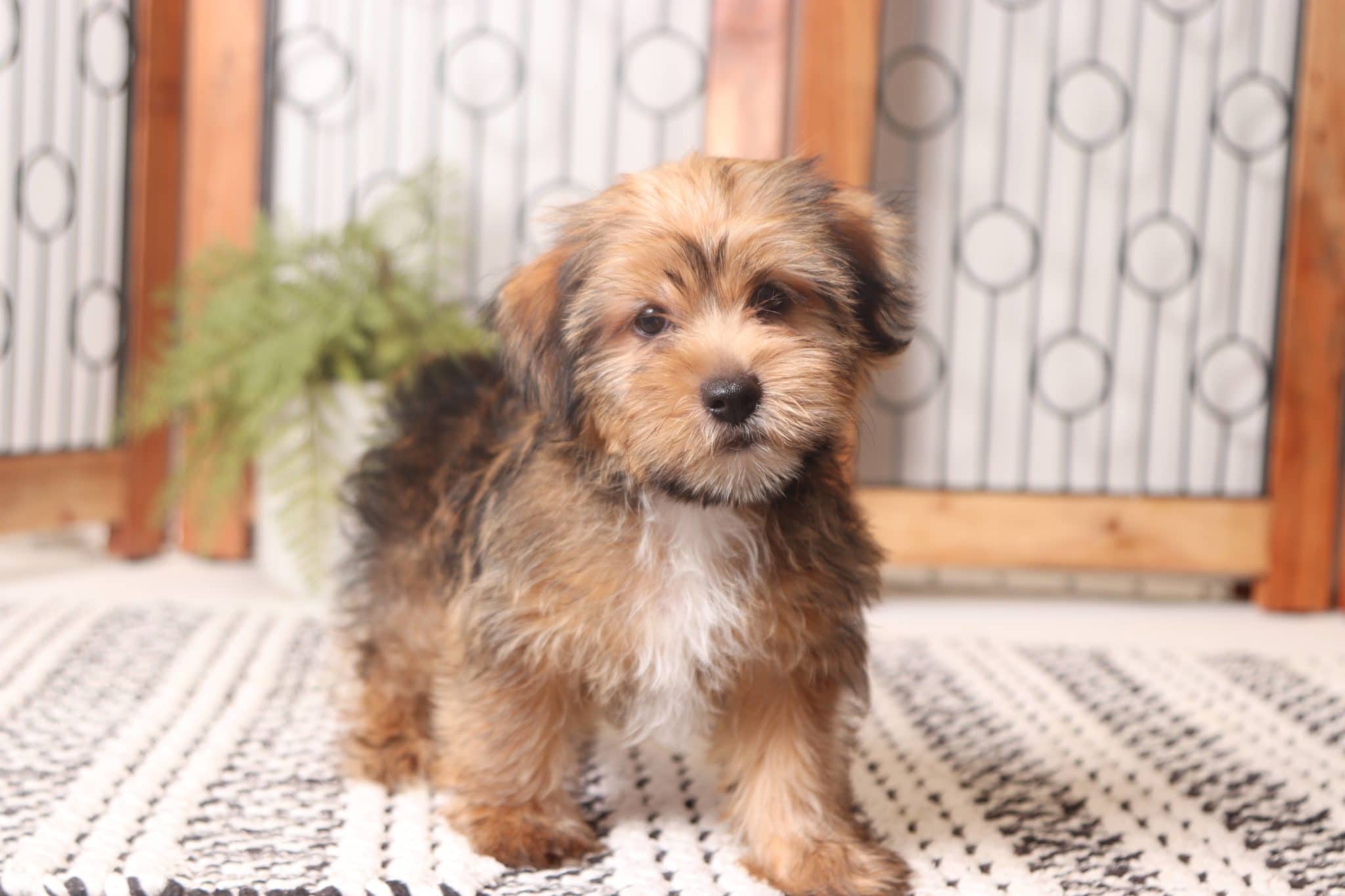 Caden - Sweet Little Male Yochon Puppy - Puppies Online