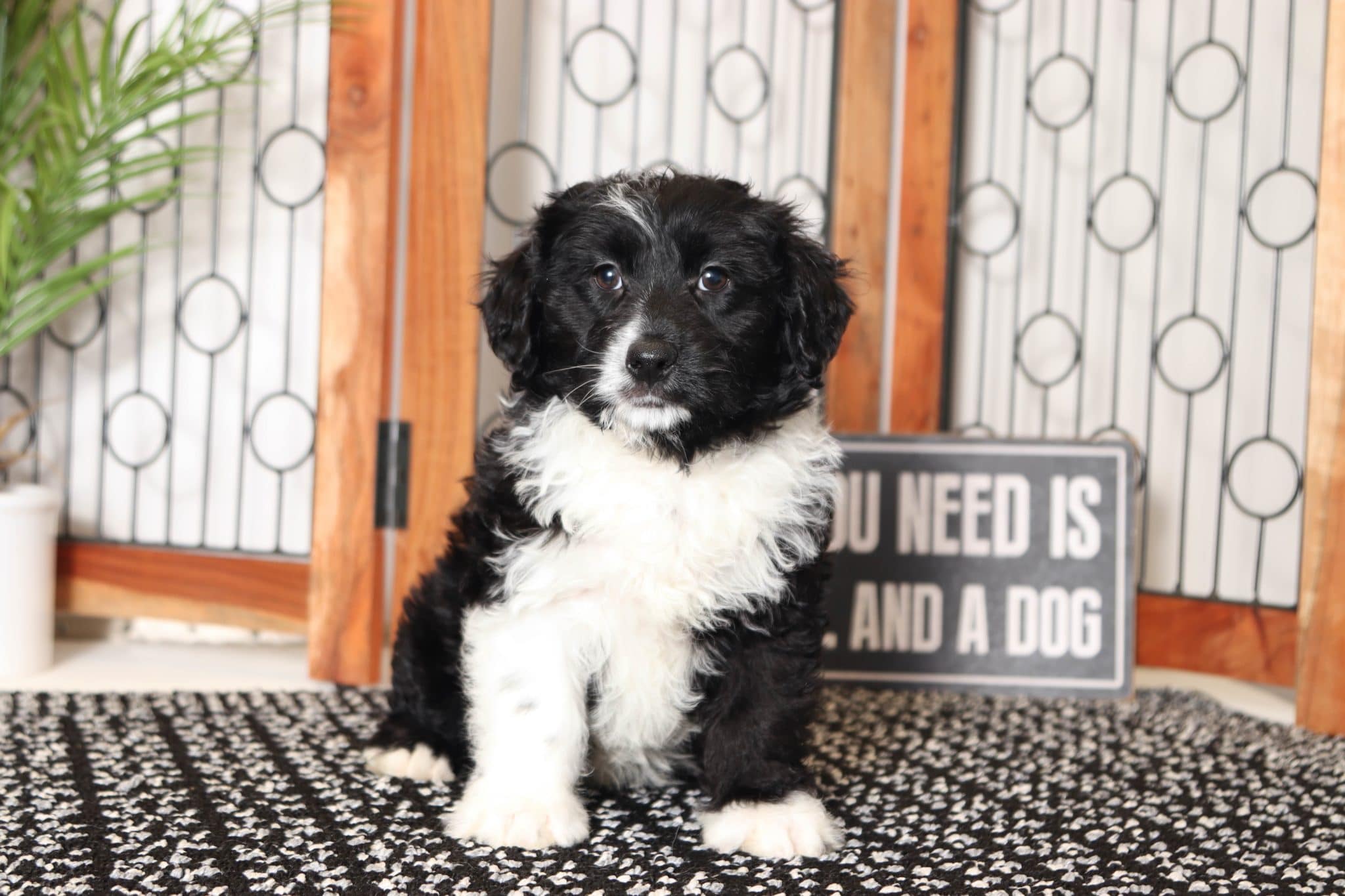 Carl- Loving Black and White Male Mini Aussie-Poo Puppy - Puppies Online