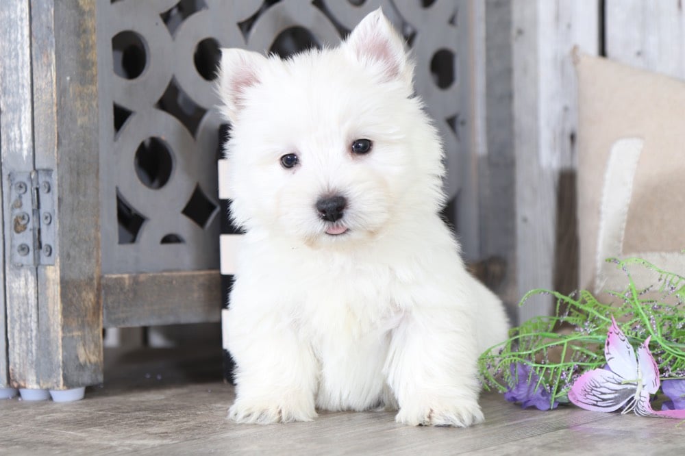 Casper - Spunky Westie Puppy - Puppies Online