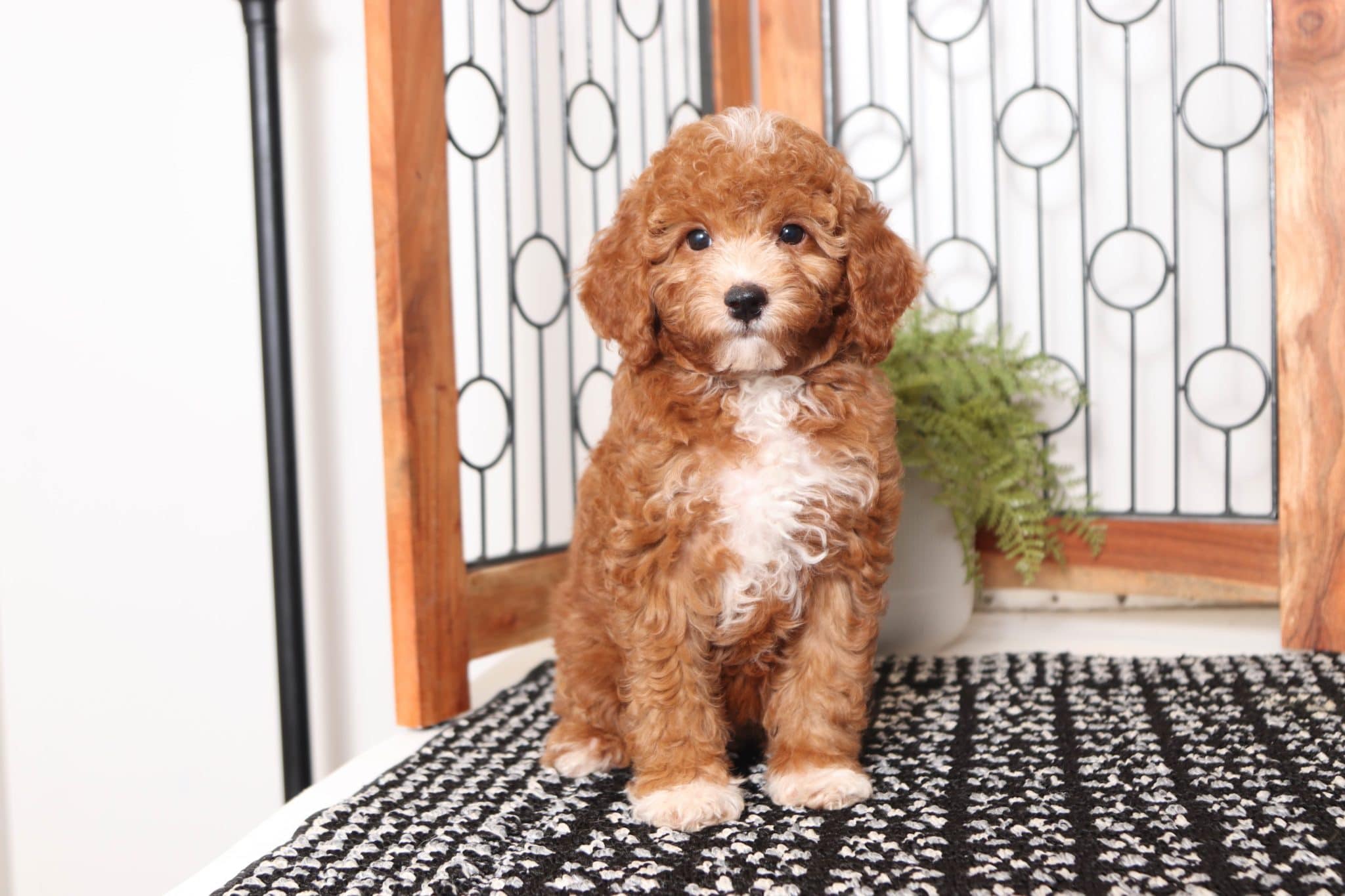 Cece- Fun Little Female F1B Cockapoo Puppy - Puppies Online