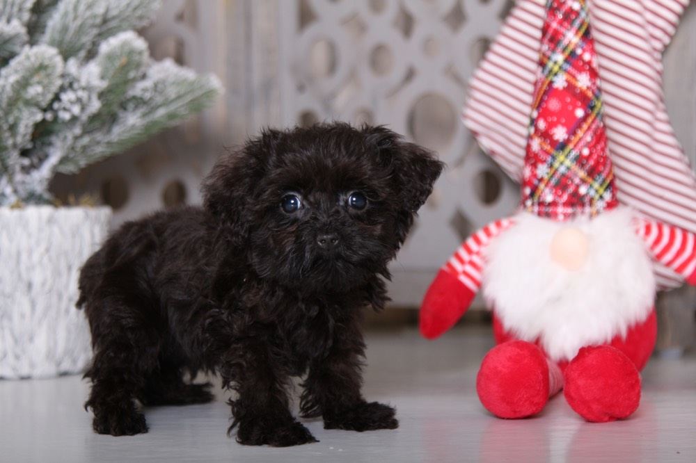 Charlie - Cute Teacup Yorkie Poo - Puppies Online